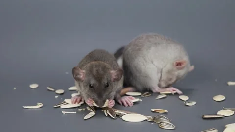 Three rats eat pumpkin seeds. Rodents on... | Stock Video | Pond5