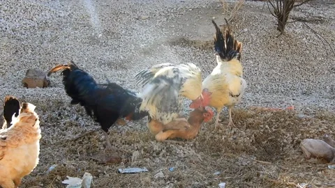 Three Roaster Breeding A Hen In Free Ran... | Stock Video | Pond5