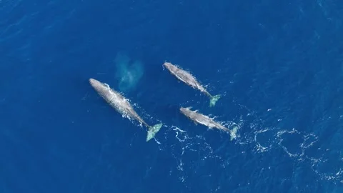 Three sperm whales swim and exhales expl... | Stock Video | Pond5
