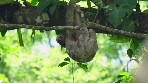 Three-toed Sloth sleeps in jungle canopy... | Stock Video | Pond5