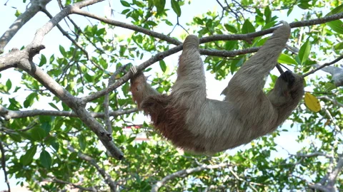 Three-toed sloth in the trees in Hondura... | Stock Video | Pond5