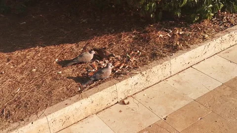 Three turtle doves eat bread on the side... | Stock Video | Pond5