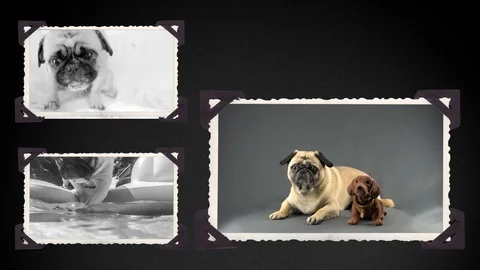 Good Dog Viedos Stock Videos – Royalty-Free HD & 4K Videos | Pond5