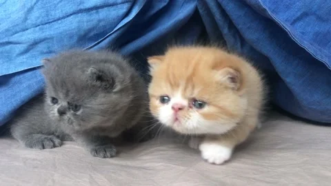 Two Three Beauty Stock Videos – Royalty-Free HD & 4K Videos