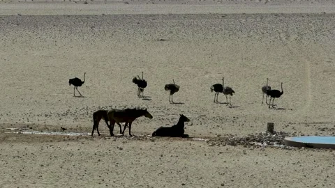 Sharing Wild Stock Videos – Royalty-Free HD & 4K Videos | Pond5