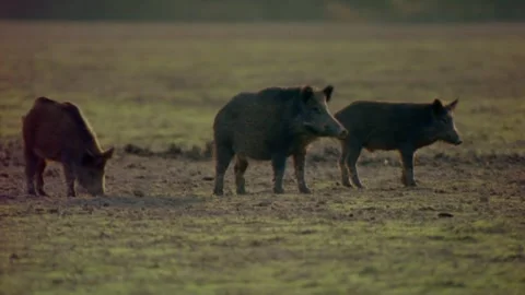 Wild Pigs Stock Video Footage | Royalty Free Wild Pigs Videos | Pond5