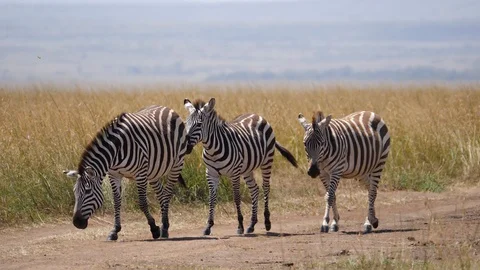 Zebra Mud Stock Footage ~ Royalty Free Stock Videos | Pond5