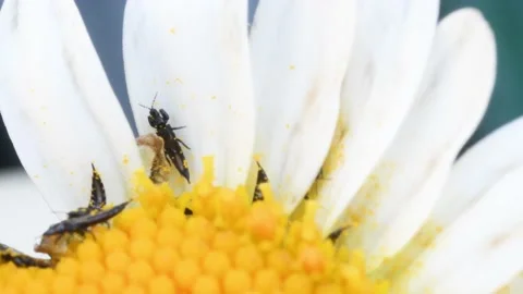 Thrips on daisy, order Thysanoptera, sl... | Stock Video | Pond5