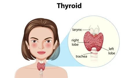 Thyroid Anatomy and Function Animation | Stock Video | Pond5
