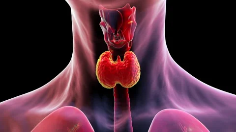 Thyroid gland anatomy, animation | Stock Video | Pond5