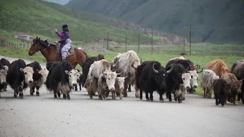 Woman Milking Horse Stock Videos – Royalty-Free HD & 4K Videos | Pond5