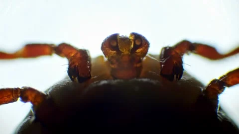 Tick observed under a microscope, showin... | Stock Video | Pond5