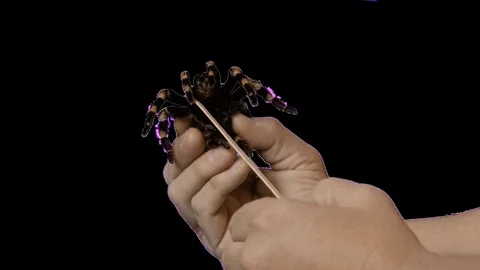 Tickling Studio Stock Video Footage | Royalty Free Tickling Studio ...