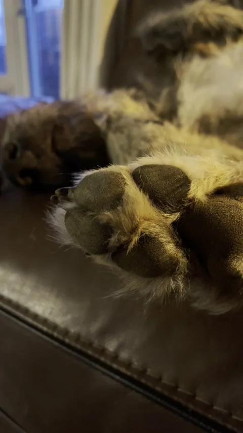 Tickling Usa Stock Video Footage | Royalty Free Tickling Usa Videos | Pond5