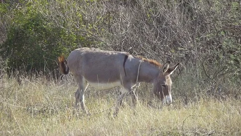 Donkey Walk Stock Videos – Royalty-Free HD & 4K Videos