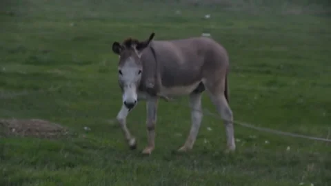 Trampling Animal Stock Videos – Royalty-Free HD & 4K Videos