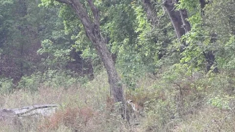 Tiger Climbing Stock Video Footage | Royalty Free Tiger Climbing Videos ...