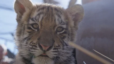 Tiger cub dreamy lens flare | Stock Video | Pond5