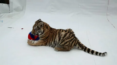 The tiger cub playing with ball on a whi... | Stock Video | Pond5