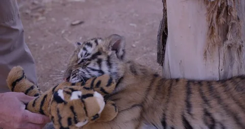 Tiger cub playing tug of war with tiger ... | Stock Video | Pond5