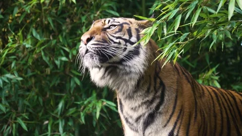 Furry Stock Video Footage | Royalty Free Furry Videos | Pond5