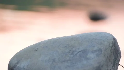 Tiger dragonfly flaps its wings quickly ... | Stock Video | Pond5