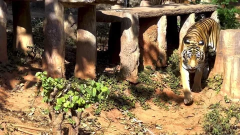 Tiger Exploring Sunlit Zoo Enclosure Pat... | Stock Video | Pond5