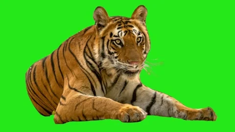 tiger green screen, tiger breathing chro... | Stock Video | Pond5