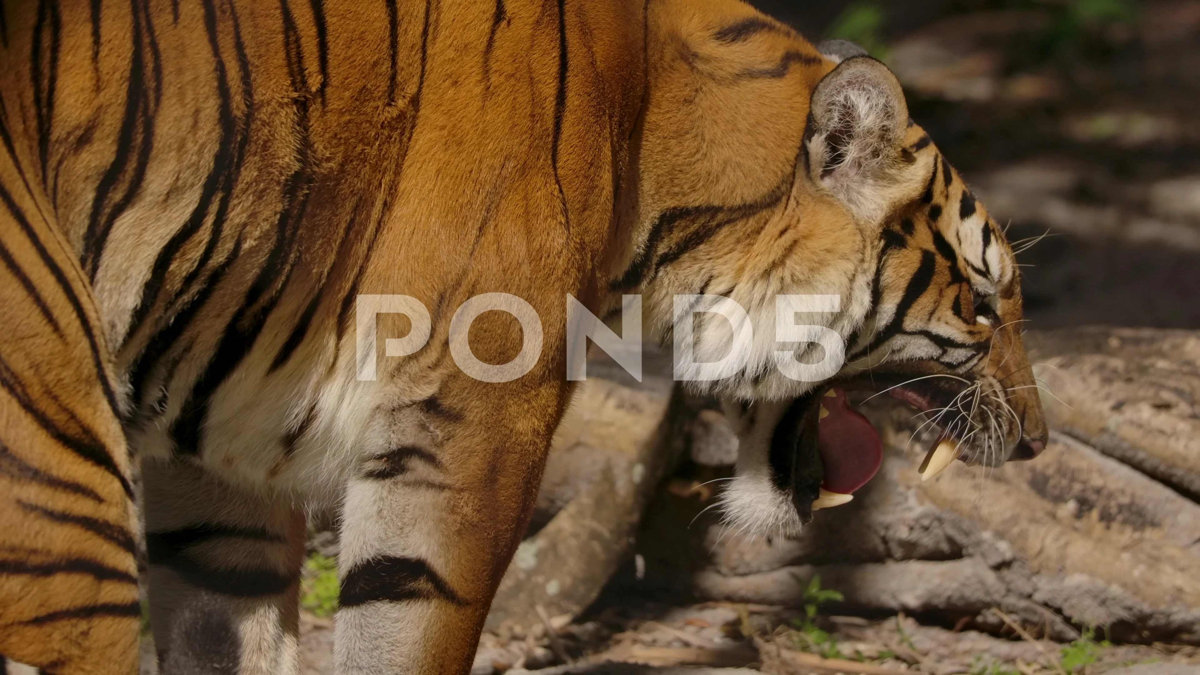 Tiger Face Growling Side View