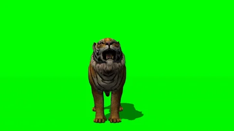 Tiger howls - green screen | Stock Video | Pond5