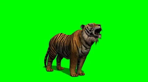 Tiger howls - green screen | Stock Video | Pond5