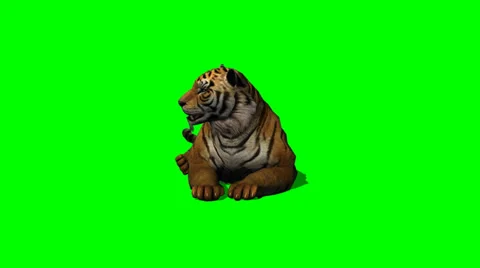Tiger Green Screen Stock Videos – Royalty-Free HD & 4K Videos | Pond5