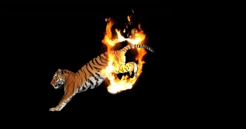 Tiger jumping into fiery ring. The flame... | Stock Video | Pond5