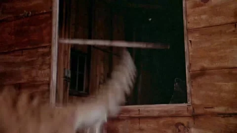 Tiger jumping through house window and b... | Stock Video | Pond5