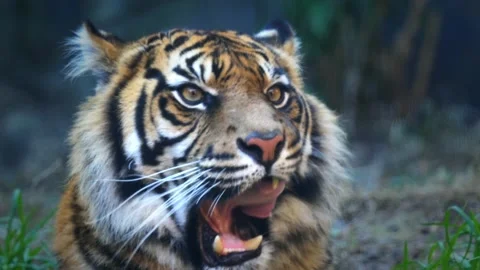 tiger licking lips | Stock Video | Pond5