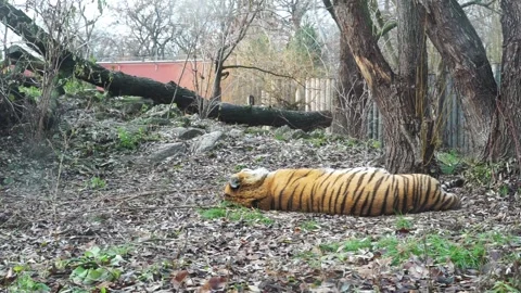 Zoo Tiger Stock Videos – Royalty-Free HD & 4K Videos | Page 4