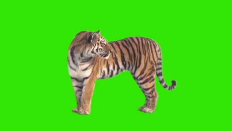 Green Screen Tiger Stock Footage ~ Royalty Free Stock Videos | Pond5