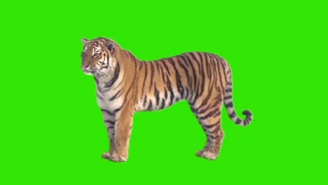 Tiger Looking on Green Screen 08 | Stock Video | Pond5