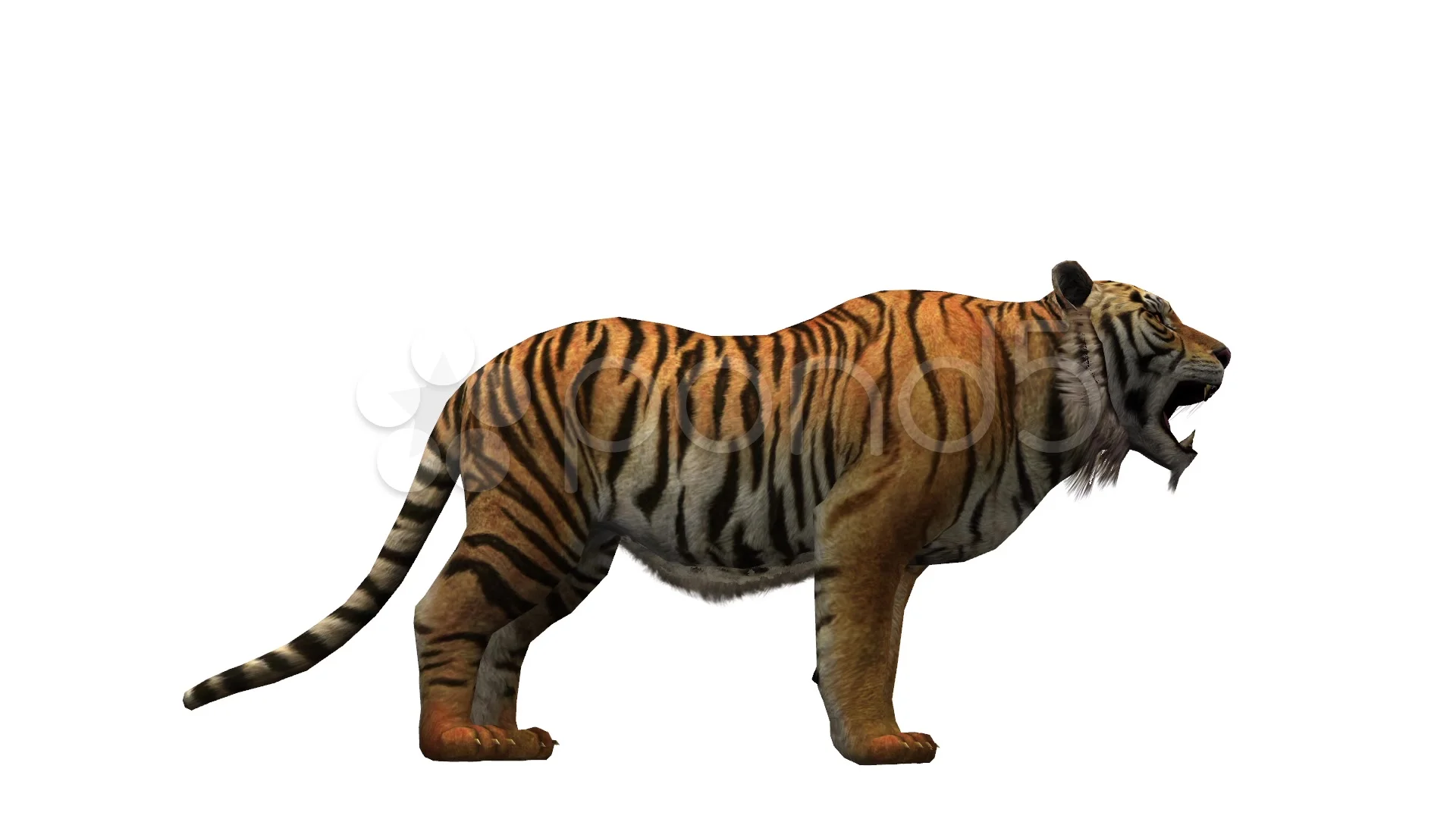 Roaring Tiger Side View