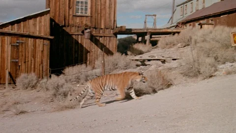 Tiger passing by danger sign in an aband... | Stock Video | Pond5