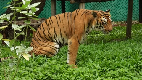 Animals Peeing Stock Footage ~ Royalty Free Stock Videos | Pond5