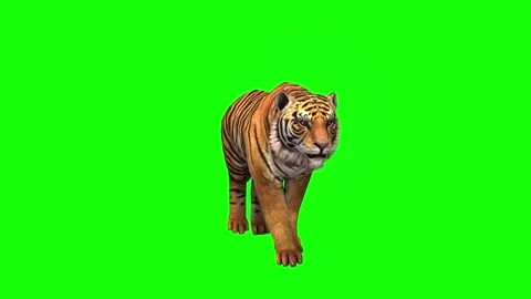 Tiger Premium Quality green screen 4k,4K... | Stock Video | Pond5
