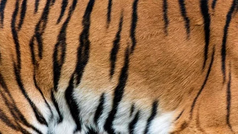 Windblowing Hair Stock Footage ~ Royalty Free Stock Videos | Pond5