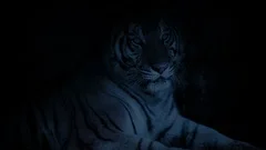 Tiger Eyes In The Dark