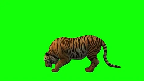 Tiger Roaring and Walking Forward - Anim... | Stock Video | Pond5