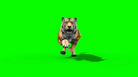 Tiger Run Animals Loop Front Green Scree... | Stock Video | Pond5