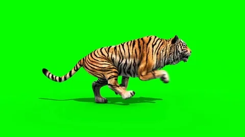 Tiger Run Animals Loop Green Screen 3D R... | Stock Video | Pond5