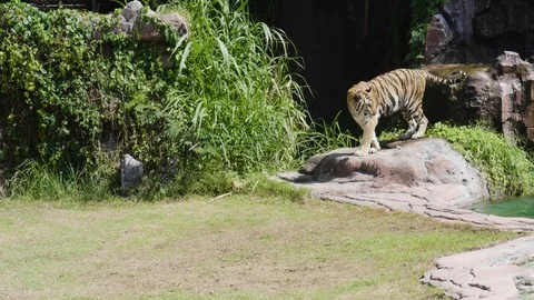 Tiger run into a house Amazing Animal Tr... | Stock Video | Pond5