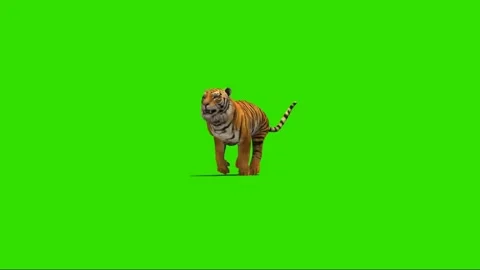 Tiger Running on Green Screen 04 | Stock Video | Pond5