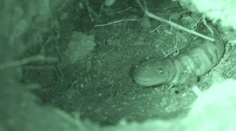 Tiger Salamander Stock Videos – Royalty-Free HD & 4K Videos